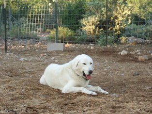 Akbash Livestock Guardian Dogs – Sir Echo Farms
